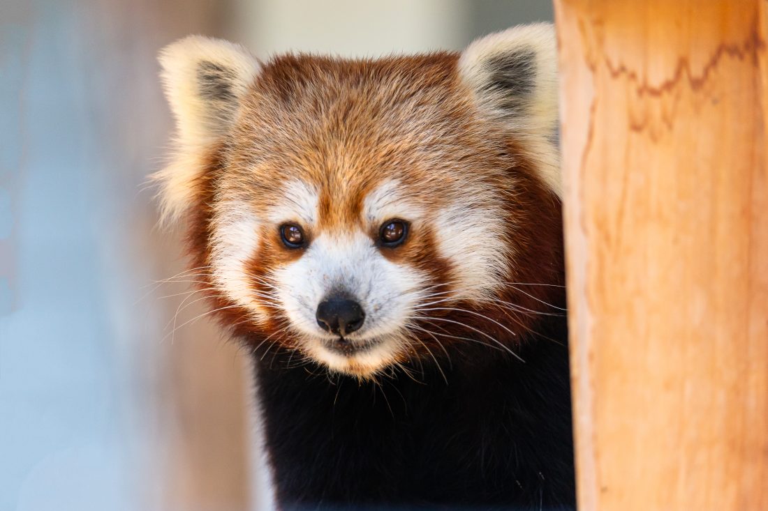 Starlight the Red Panda - Trick of the Light Photography